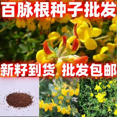 百脉根种子多年生牧草耐践踏耐
