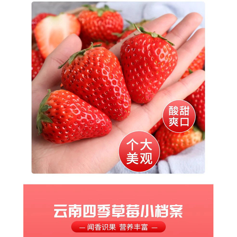 5斤云南现摘新鲜商用草莓5斤当季水果顺丰包邮产地直发奶茶烘焙原
