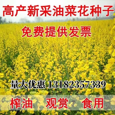 油菜花种子高产耐寒耐旱抗倒观赏食用高产早熟高出油多油菜花种籽