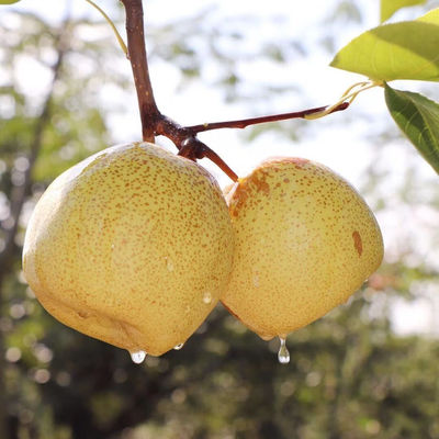 正宗宁陵酥梨应季新鲜非砀山酥梨现摘水果包邮