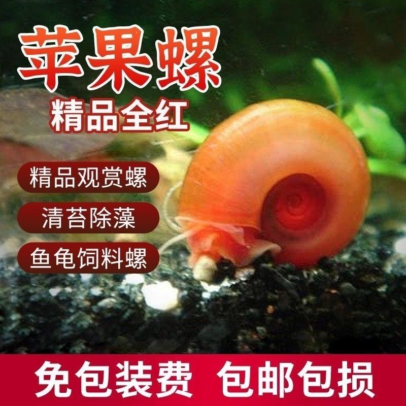 苹果黄金螺除藻淡水鲜活观赏清洁净化宠物鱼缸狗头饲料好养耐活