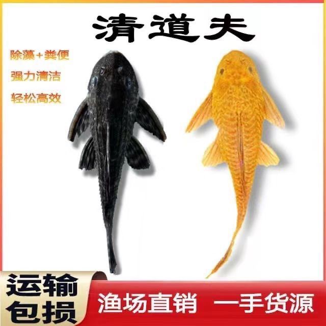 清道夫鱼缸清洁工鱼清洁鱼青苔垃圾淡水观赏鱼观赏工具热带鱼除藻