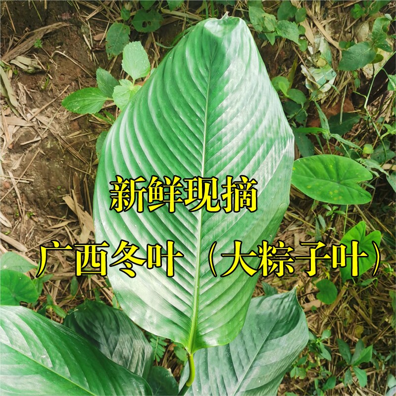 广西粽子叶冬叶野生大粽叶现摘儋州白沙新鲜柊叶粽叶