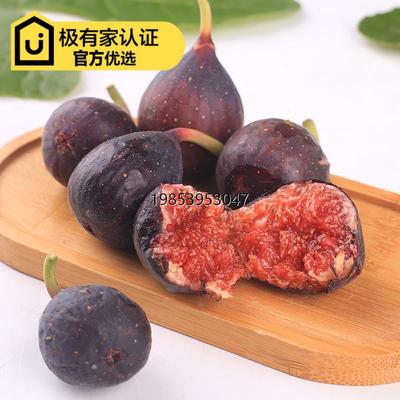 无花果苗菲果拉好栽扦插