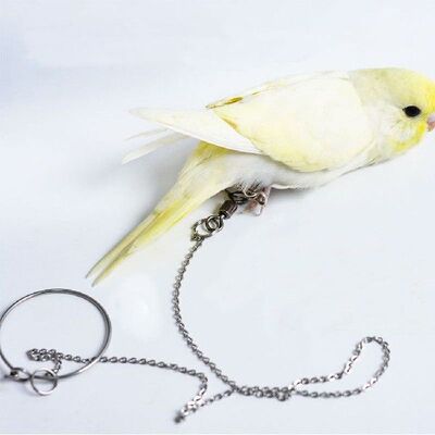 Bird Parrot Foot Chain Stainless Steel Ankle Foot Ring