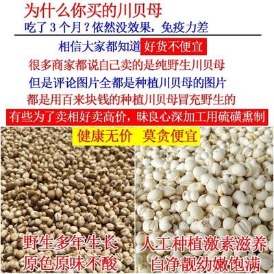 野生纯小然川川贝四川阿坝州正品贝母松贝尖贝ZSB怀中抱月天深山