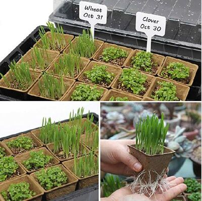 Seedling Tray Set with Transparent Lid Plant Germination
