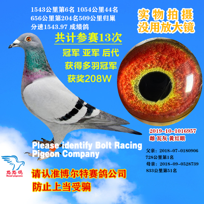 成绩鸽冠军亚军殿军千公里赛鸽信