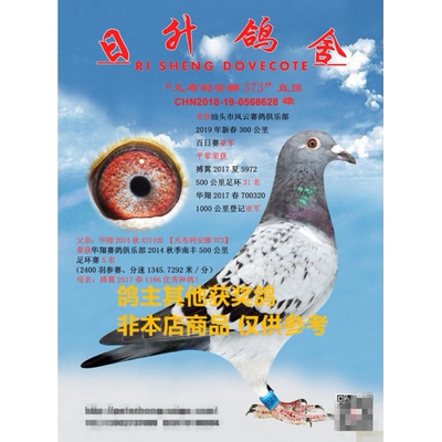 汕头名家：日升鸽舍-洪亮200公