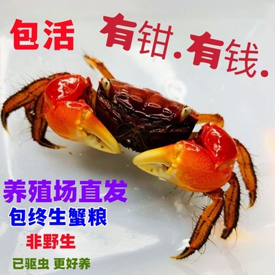 T1观赏蟹活体螃蟹宠物蟹水族箱水草活体蟹迷你辣椒蟹将军蟹相手蟹