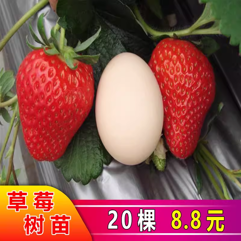 草莓秧苗 四季盆栽脱毒草莓苗 圣诞红红颜章姬南北方种植当年结果