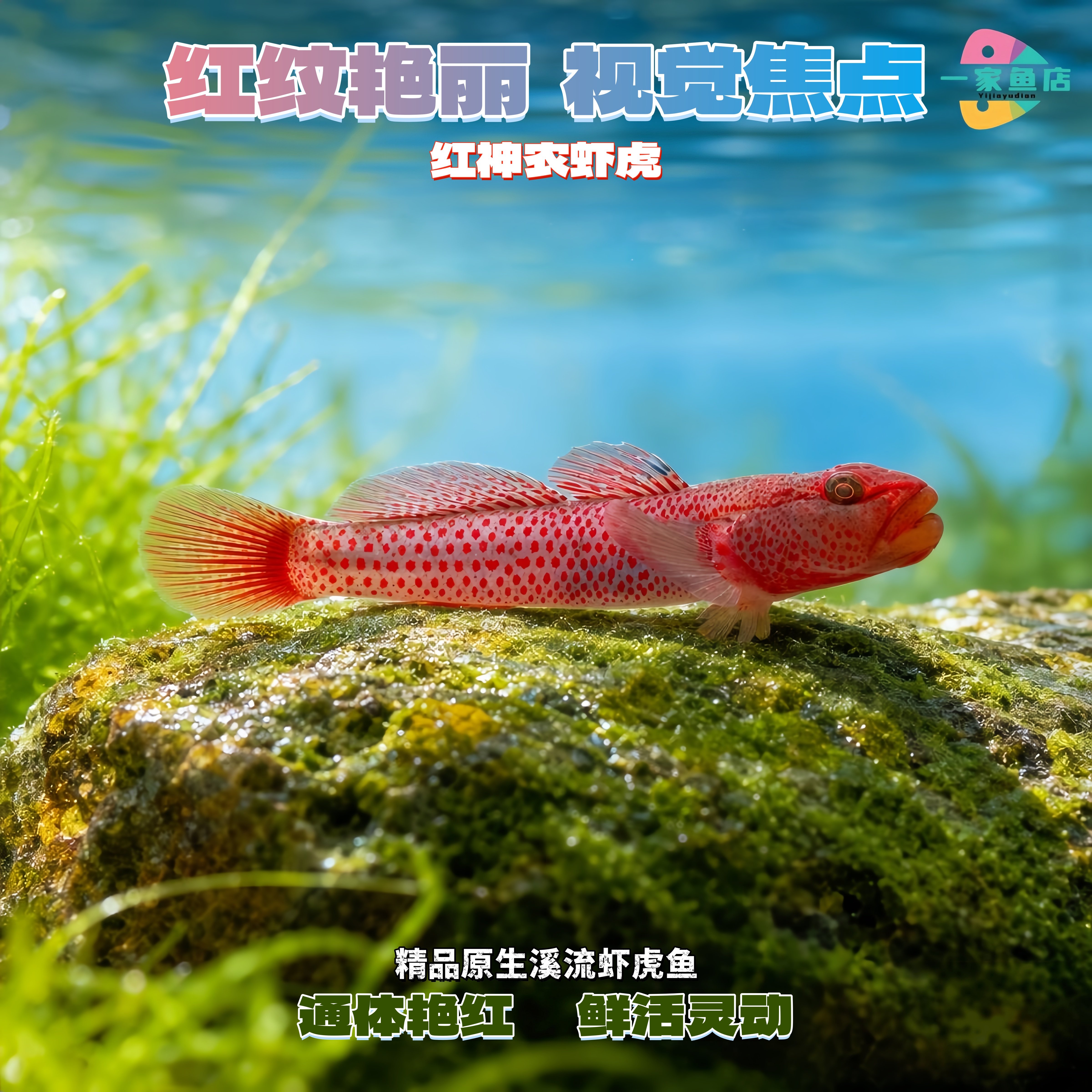 原生溪流大斑红神农虾虎鱼草缸造景互动观赏鱼好养耐活淡水冷水鱼