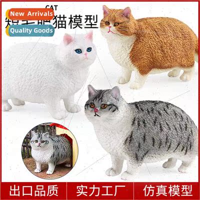 short-haired fat cat model cognive cat jewelry house cat bir