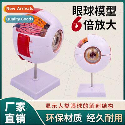 Human teaching eye anatomy model removable children simulati