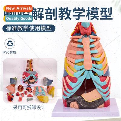 Thoracic Anatomy Model Bone Cartilage Muscle Tendon Viscera