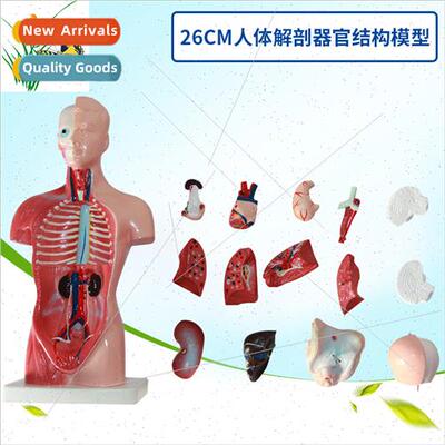 Human body model 28CM torso human organs heart anatomy model