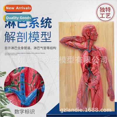 Medical human lymphatic anatomical model immune thoracic sur