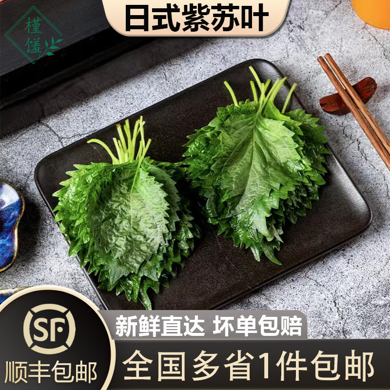 【槿馐】新鲜紫苏叶40片/盒 小叶绿苏子叶日料点缀装饰包烤肉食材