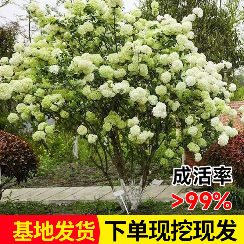 中华木绣球树苗大花斗球苗木本绣球琼花树苗庭院地栽盆栽绣球花苗