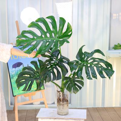 1-1.2米高度大型开背老桩龟背竹