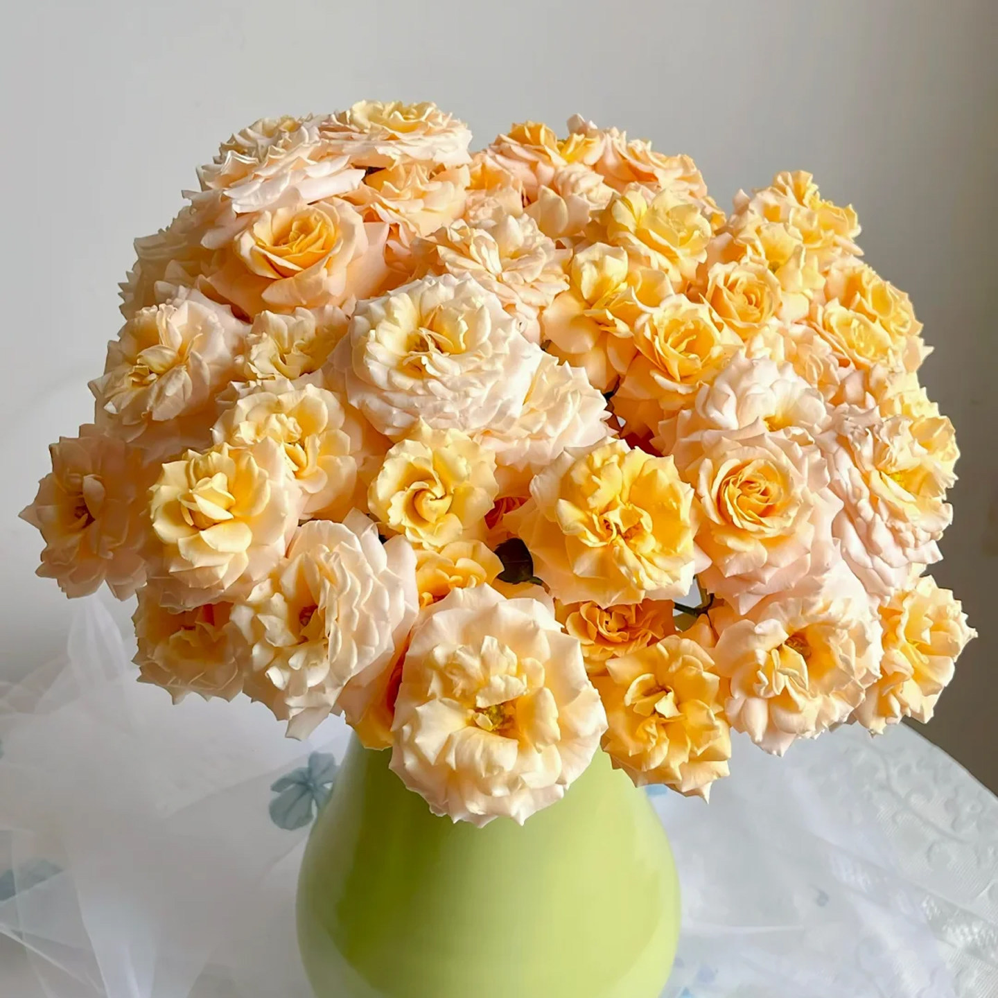 《锦海玫瑰》香芒起司多头玫瑰稀有品种云南基地直发鲜切花花束