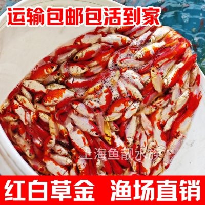 锦鲫红草金淡水鱼冷水鱼红白锦鲫