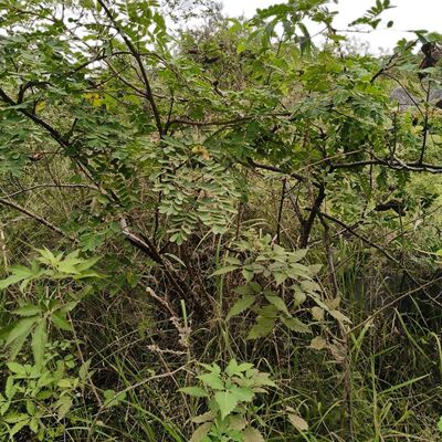 野生斗米虫/浙江[野生活体]斗米虫/倒督黄狼虫/黄寮狼虫/云实蛀虫