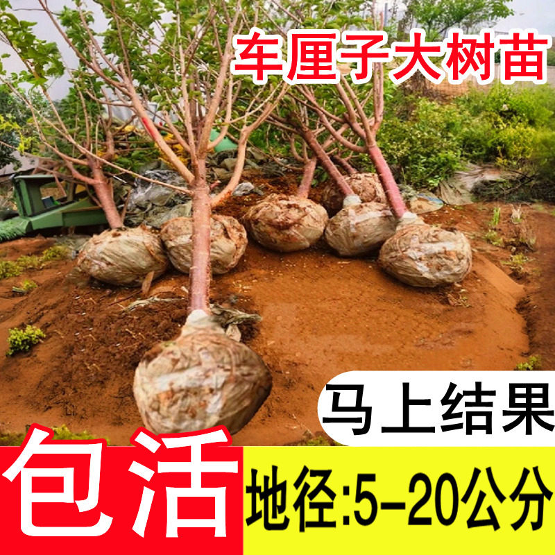 特大车厘子树苗樱桃南北方种植当年结果果树果苗盆栽嫁接四季庭院