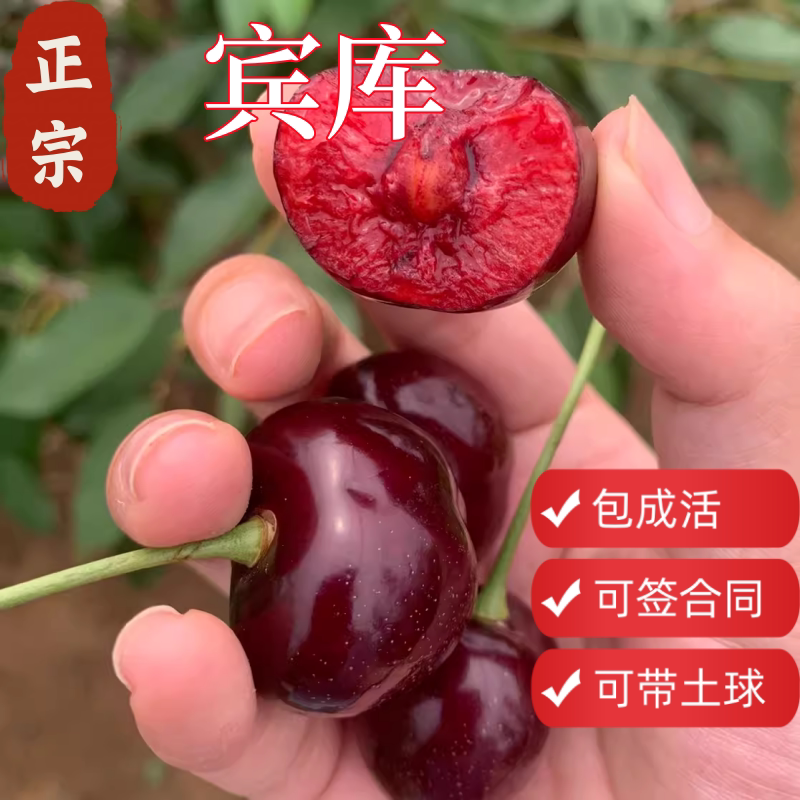 正宗宾库车厘子大樱桃树苗南方北方种植盆栽矮化特大水果树果苗