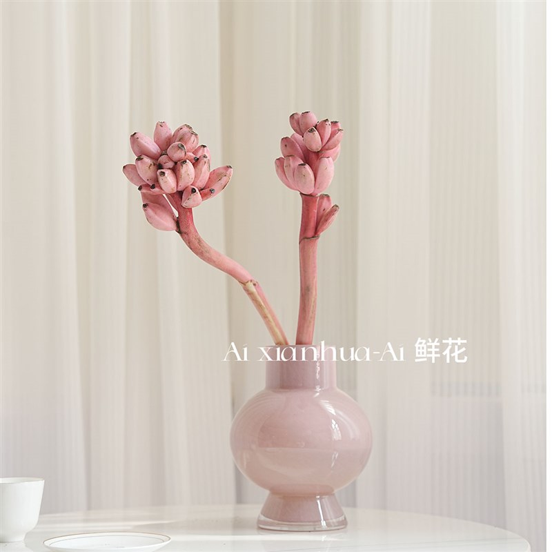野趣小众观赏迷你粉色梦幻蕉鲜切枝插花水养云南直发花期长送花