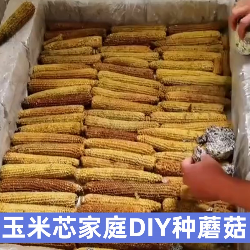 玉米芯稻草棒平菇种植豆粕棉籽壳蘑菇菌种栽培家庭养殖食用菌接种