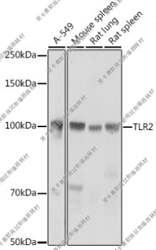 Bioworld一抗TLR2多克隆抗体TLR2polyclonal antibody，WB/IF/ICC
