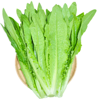 油麦菜种子香脆高甜红油麦菜种籽阳台盆栽四季播蔬菜孑菜种子大全