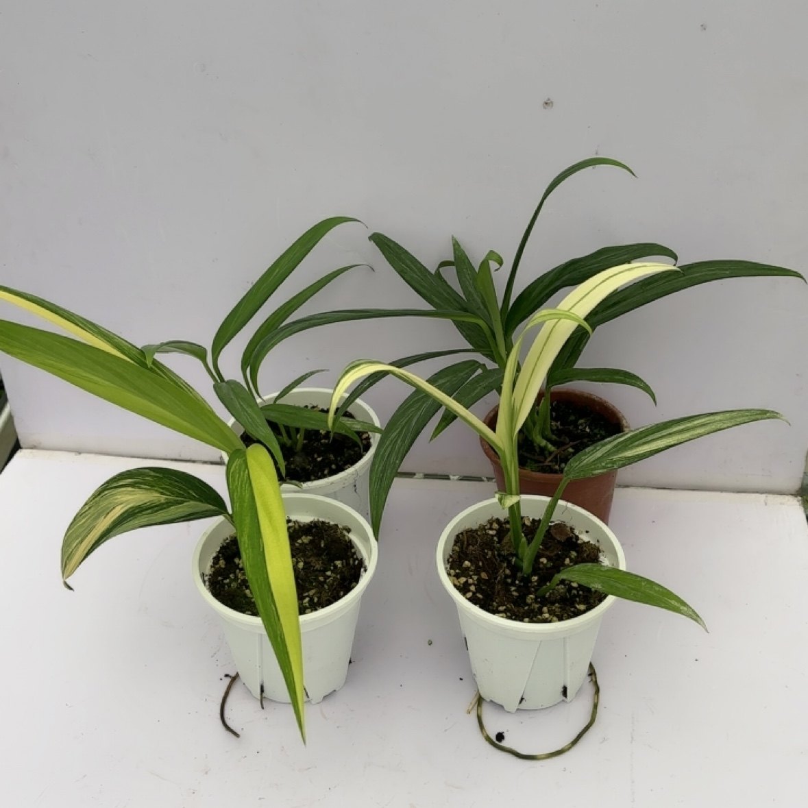 放大器麒麟尾锦化蔓绿绒海芋龟背竹天南星科热植室内观叶盆栽绿植