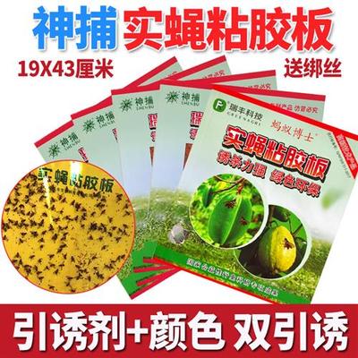 实蝇粘胶板果蝇贴灭果蝇诱捕器瓜果实蝇诱粘剂针蜂引诱剂粘虫蜜蜂