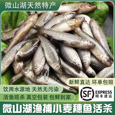 微山湖小麦穗鱼净膛现杀顺丰包鲜