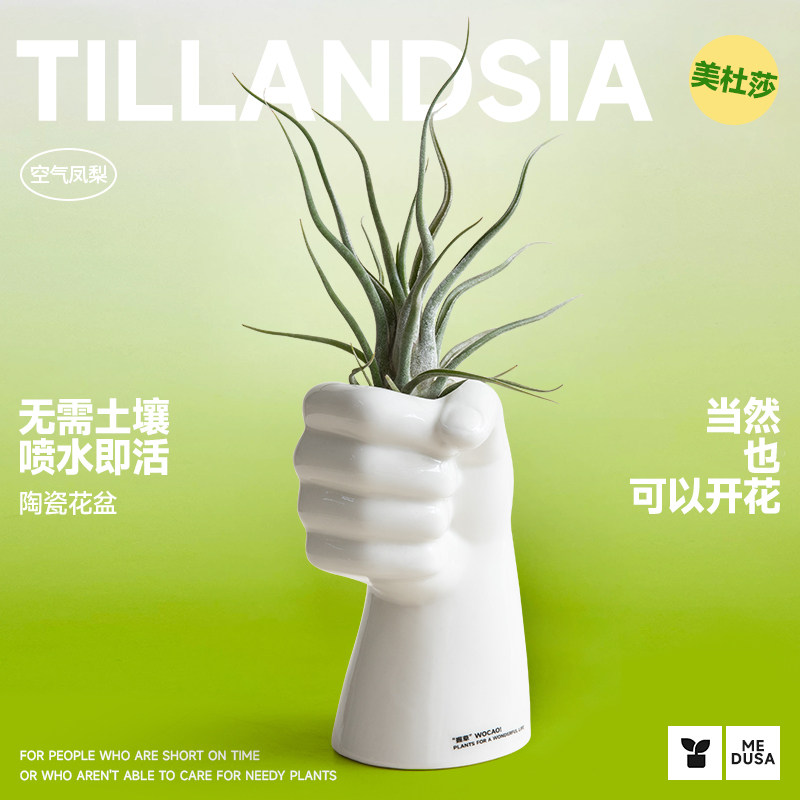 握了个草空气凤梨办公室桌面绿植小盆栽室内植物情绪稳定花卉趣味