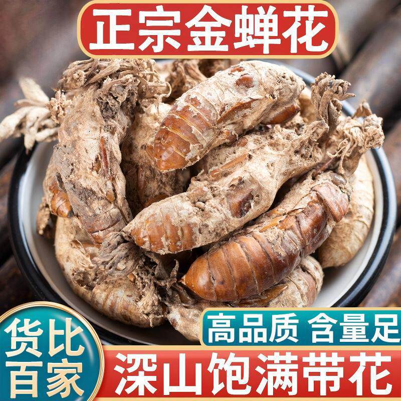 金蝉花中药材正品官方旗舰店野生500g蝉蛹草蝉花虫草的功效与作用