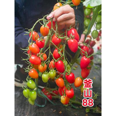 釜山88千禧小番茄种子籽孑