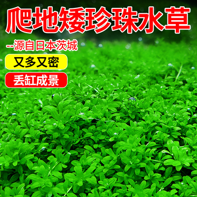 前景狂魔-果然名不虚传-珍珠水草