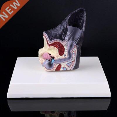Dog E Lesion Animal Anatomical Model Veteriny Science Ai