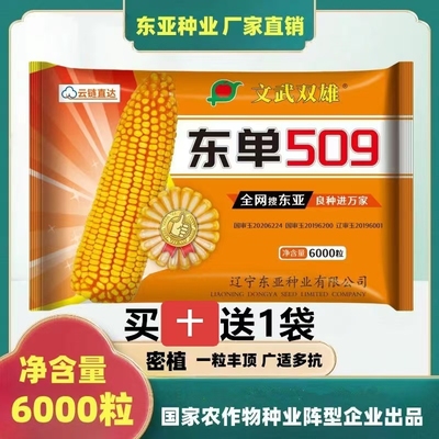 原装正品东亚种业东单509玉米优质种子春播夏播耐蜜植非转基因