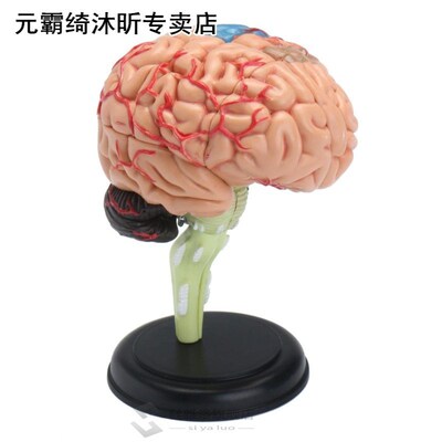 4D Anatomical Human, Brain Model Anatomy Medical Teaching To