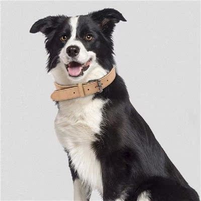 Pet Supplies Dog Collar Alloy Buckle Dog Chain Cat Necklace