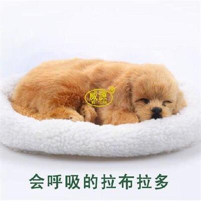 Breathing dog Labrador retriever cute toy sleeping pet