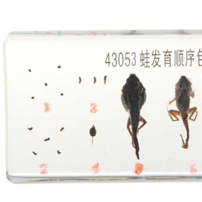 Lifecycle of a Frog Specimens Paperweight Educational Scien