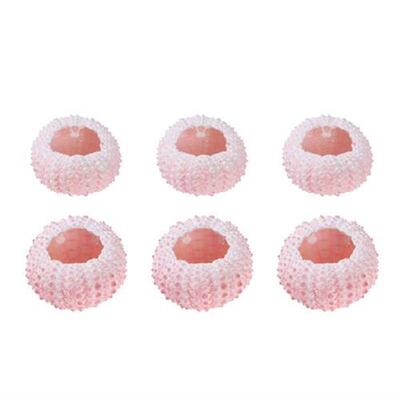 Sea Shells Urchin Planting Natural Air Tillandsia Craft