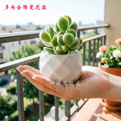 萌易爆盆熊掌多肉植物组合盆栽绿植熊童子非常容易群生阳台