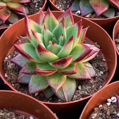 乌木蒂亚蜜桃格红宝石植物大颗老庄1元多肉新手套餐基地发