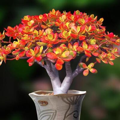 玉树盆栽老桩花卉姬红花月多肉植物室内盆栽肉肉大颗好养红叶玉树